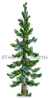 StampsByJudith.com: Evergreen Tree Card